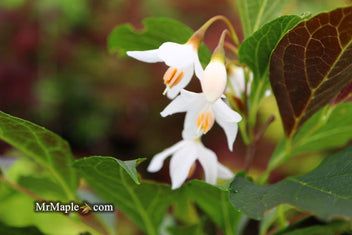 Buy Styrax japonicus 'Evening Light' Red Leafed Japanese Snowbell Tree ...
