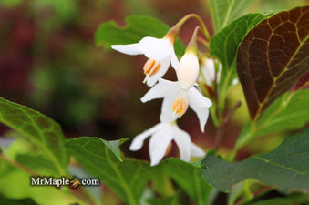Buy Styrax japonicus 'Evening Light' Red Leafed Japanese Snowbell Tree ...