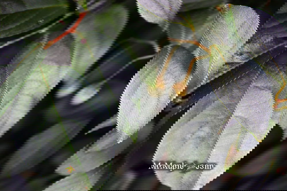 Buy Styrax japonicus 'Evening Light' Red Leafed Japanese Snowbell Tree ...