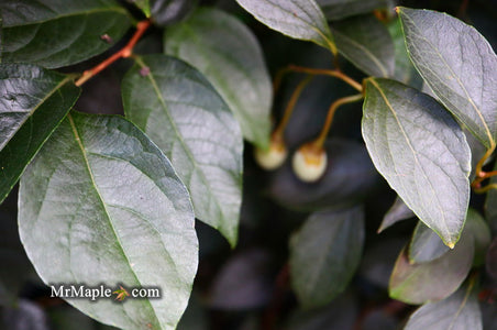 Buy Styrax japonicus 'Evening Light' Red Leafed Japanese Snowbell Tree ...