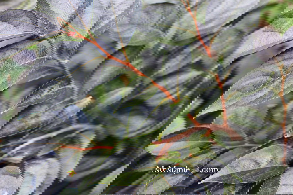 Buy Styrax japonicus 'Evening Light' Red Leafed Japanese Snowbell Tree ...