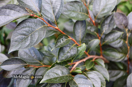 Buy Styrax japonicus 'Evening Light' Red Leafed Japanese Snowbell Tree ...