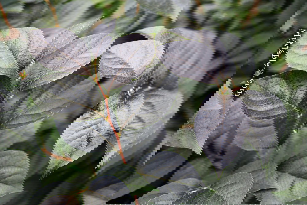 Buy Styrax japonicus 'Evening Light' Red Leafed Japanese Snowbell Tree ...