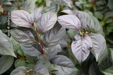 Buy Styrax japonicus 'Evening Light' Red Leafed Japanese Snowbell Tree ...