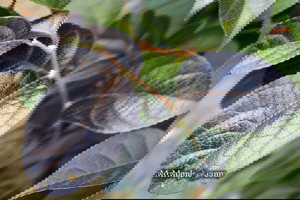 Buy Styrax japonicus 'Evening Light' Red Leafed Japanese Snowbell Tree ...