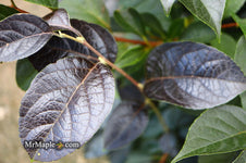 Buy Styrax japonicus 'Evening Light' Red Leafed Japanese Snowbell Tree ...