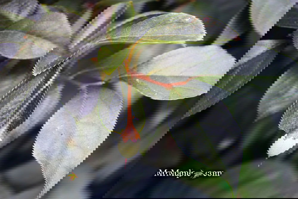 Buy Styrax japonicus 'Evening Light' Red Leafed Japanese Snowbell Tree ...