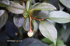 Buy Styrax japonicus 'Evening Light' Red Leafed Japanese Snowbell Tree ...