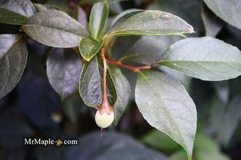 Buy Styrax japonicus 'Evening Light' Red Leafed Japanese Snowbell Tree ...