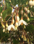 Buy Styrax japonicus 'Fragrant Fountain' White Weeping Japanese ...