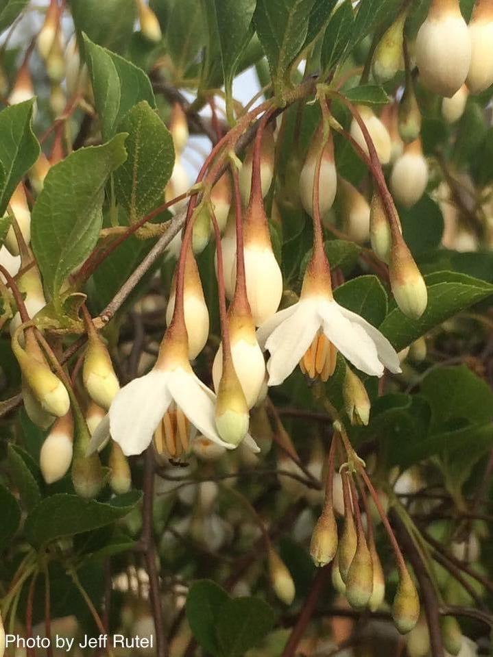 Buy Styrax japonicus 'Fragrant Fountain' White Weeping Japanese ...