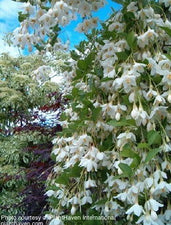Buy Styrax japonicus 'Fragrant Fountain' White Weeping Japanese ...