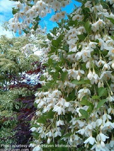 Buy Styrax japonicus 'Fragrant Fountain' White Weeping Japanese ...