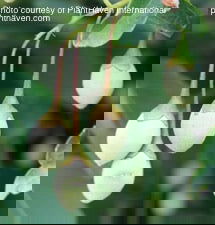 Buy Styrax japonicus 'Fragrant Fountain' White Weeping Japanese ...