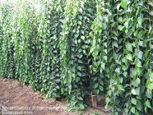 Buy Styrax japonicus 'Fragrant Fountain' White Weeping Japanese ...