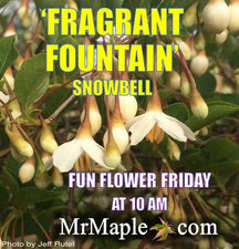 Buy Styrax japonicus 'Fragrant Fountain' White Weeping Japanese ...