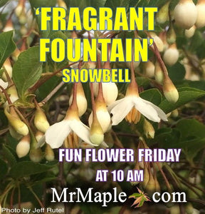 Buy Styrax japonicus 'Fragrant Fountain' White Weeping Japanese ...