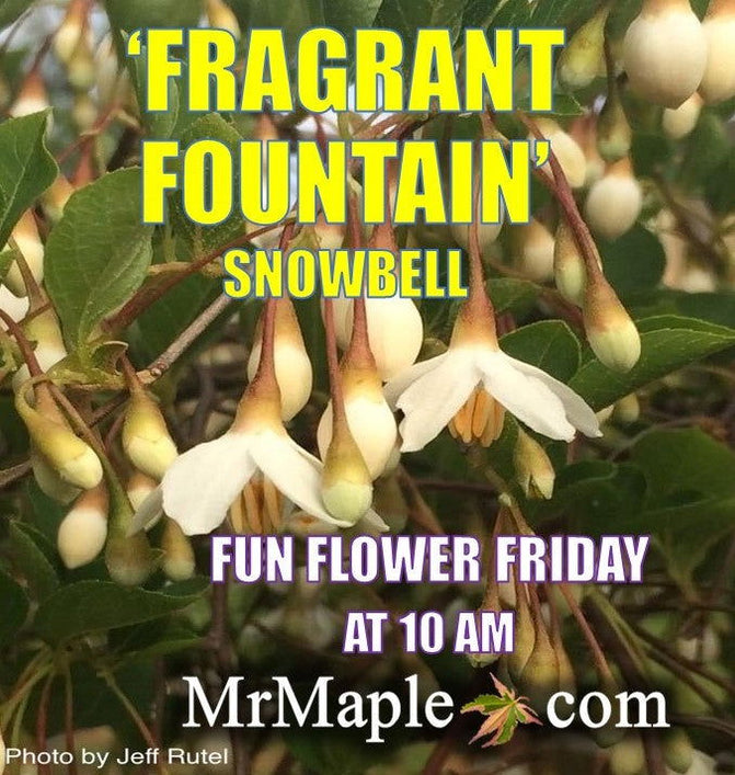 Buy Styrax japonicus 'Fragrant Fountain' White Weeping Japanese ...