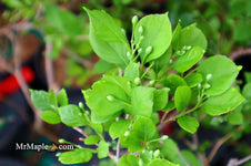 Buy Styrax japonicus 'Fragrant Fountain' White Weeping Japanese ...
