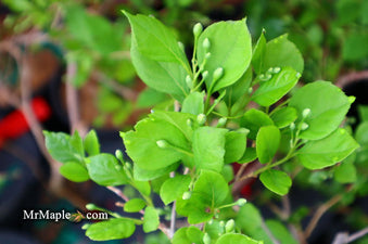 Buy Styrax japonicus 'Fragrant Fountain' White Weeping Japanese ...