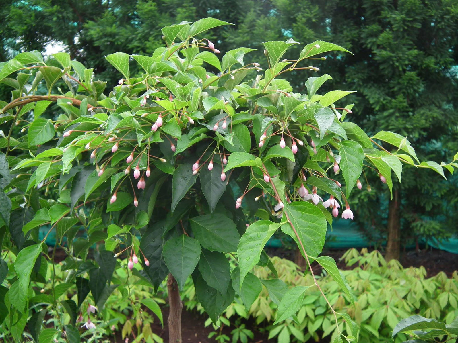 Buy Styrax japonicus 'Momo shidare' Weeping Pink Flower Snowbell — Mr ...