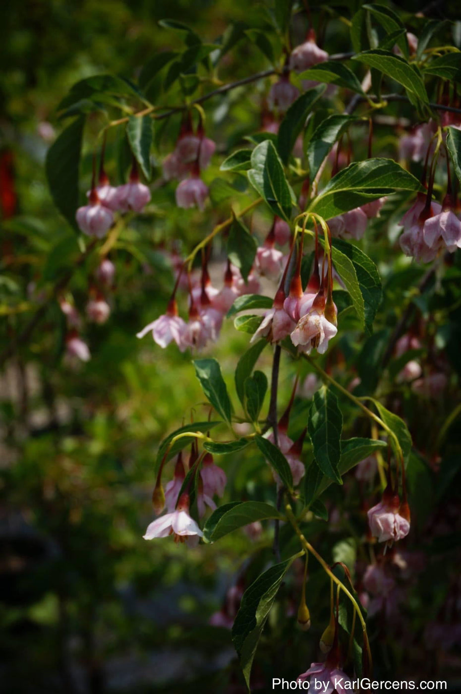 Buy Styrax japonicus 'Momo shidare' Weeping Pink Flower Snowbell — Mr ...