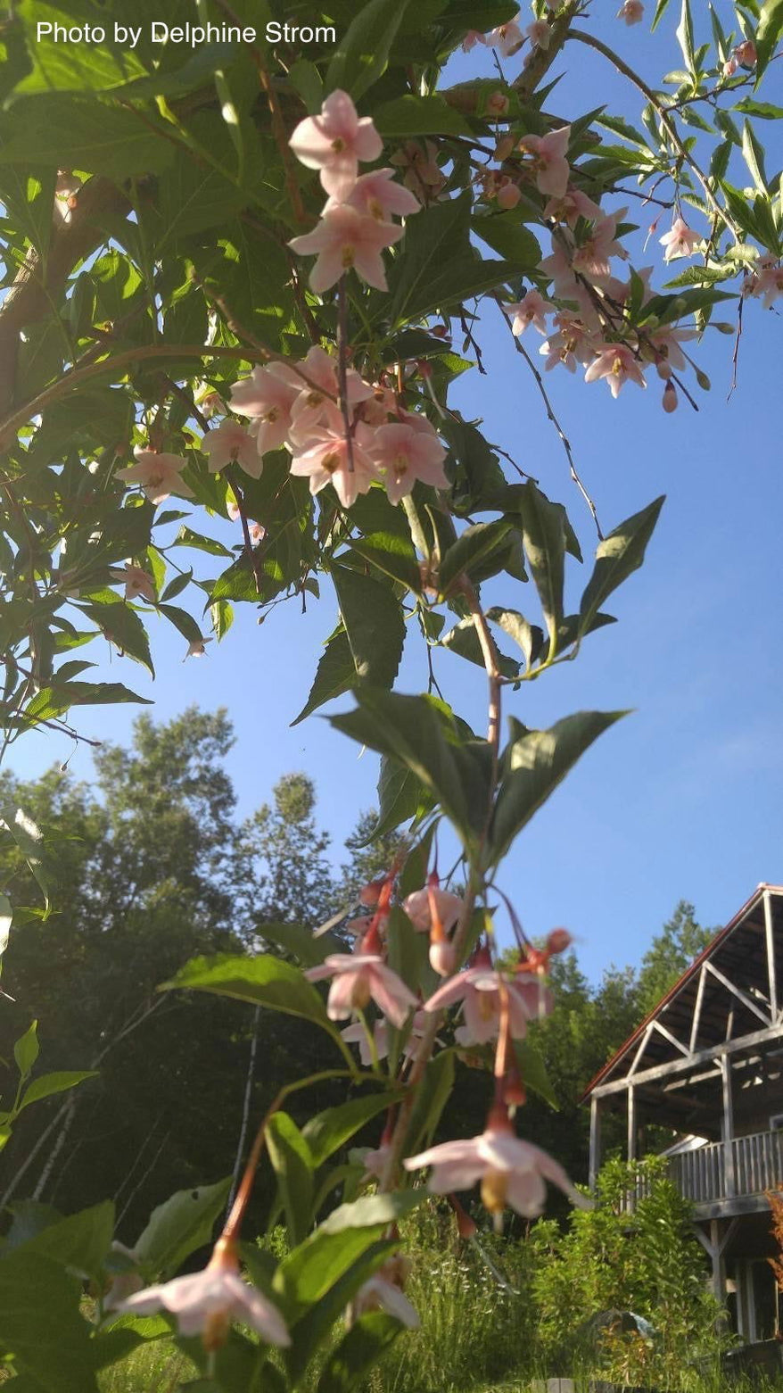 Buy Styrax japonicus 'Momo shidare' Weeping Pink Flower Snowbell — Mr ...