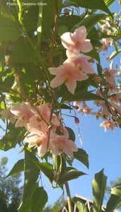 Buy Styrax japonicus 'Momo shidare' Weeping Pink Flower Snowbell — Mr ...