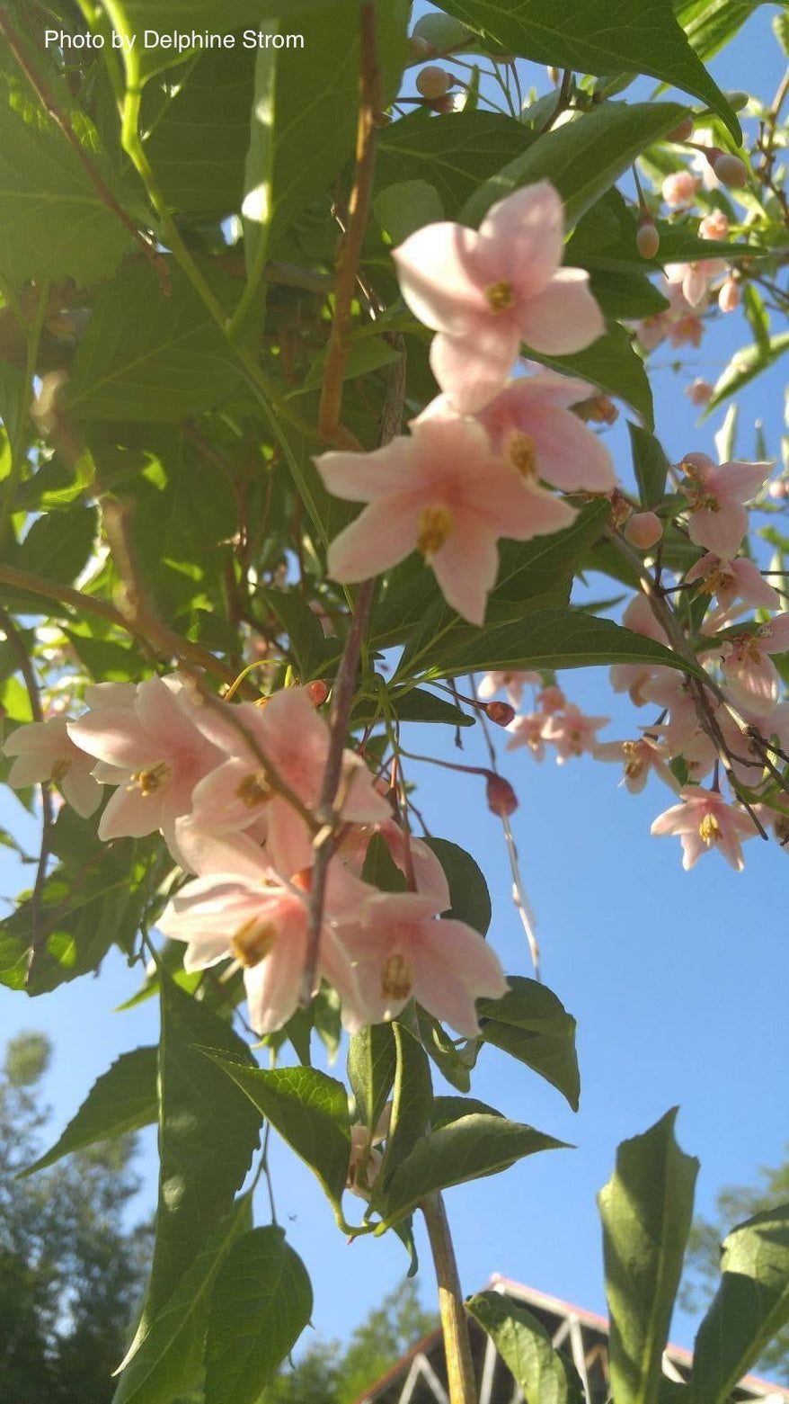 Buy Styrax japonicus 'Momo shidare' Weeping Pink Flower Snowbell — Mr ...
