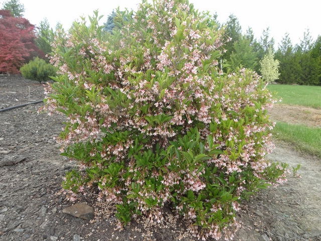 Buy Styrax japonicus 'Pink Chimes' Pink Flowering Japanese Snowbell ...