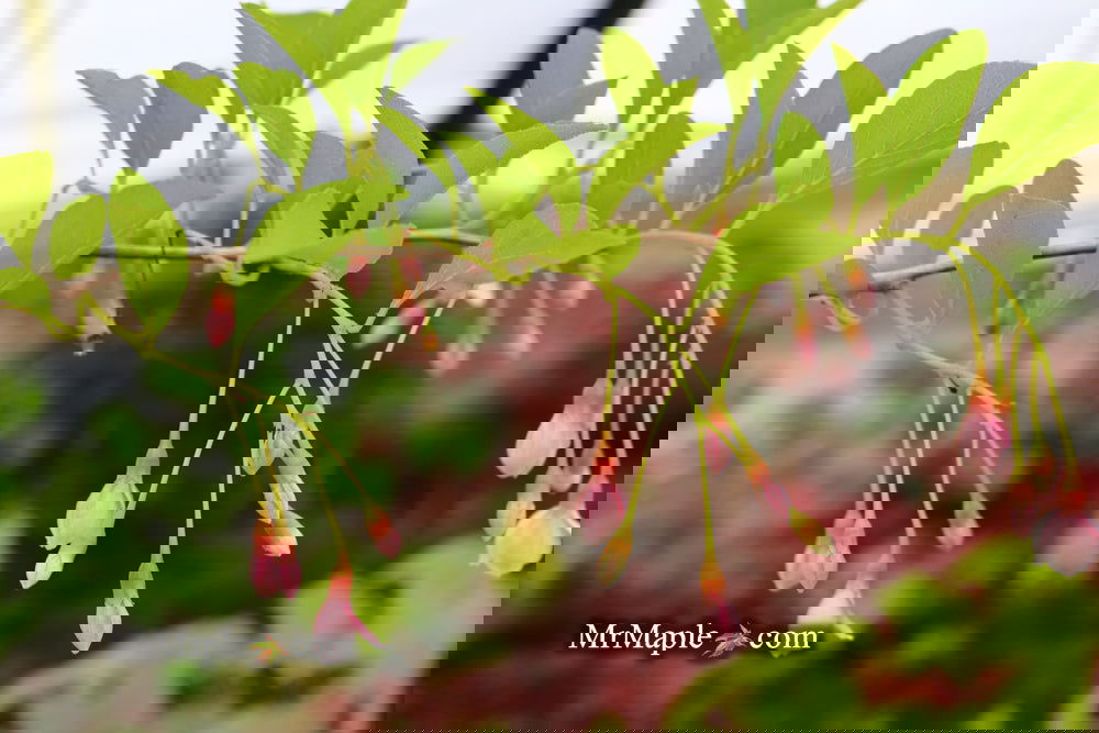 Buy Styrax japonicus 'Pink Chimes' Pink Flowering Japanese Snowbell ...