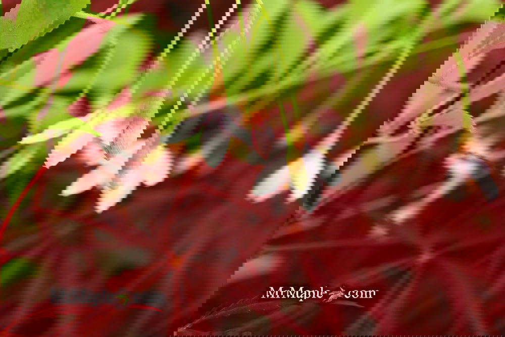 Buy Styrax japonicus 'Pink Chimes' Pink Flowering Japanese Snowbell ...