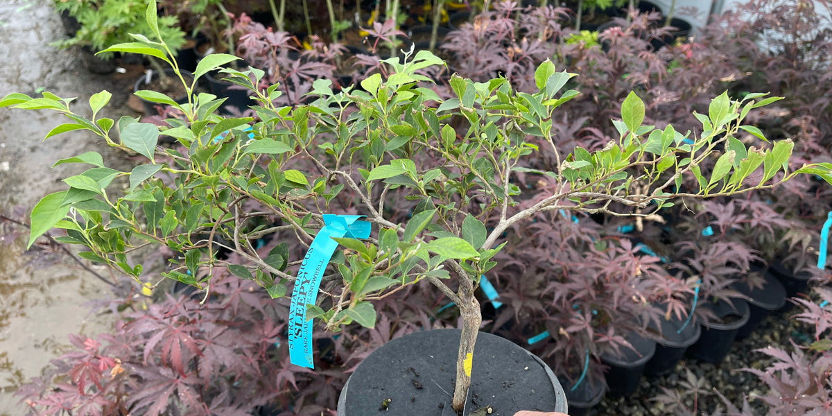 Buy Styrax japonicus 'Sleepy' White Weeping Japanese Snowbell — Mr ...