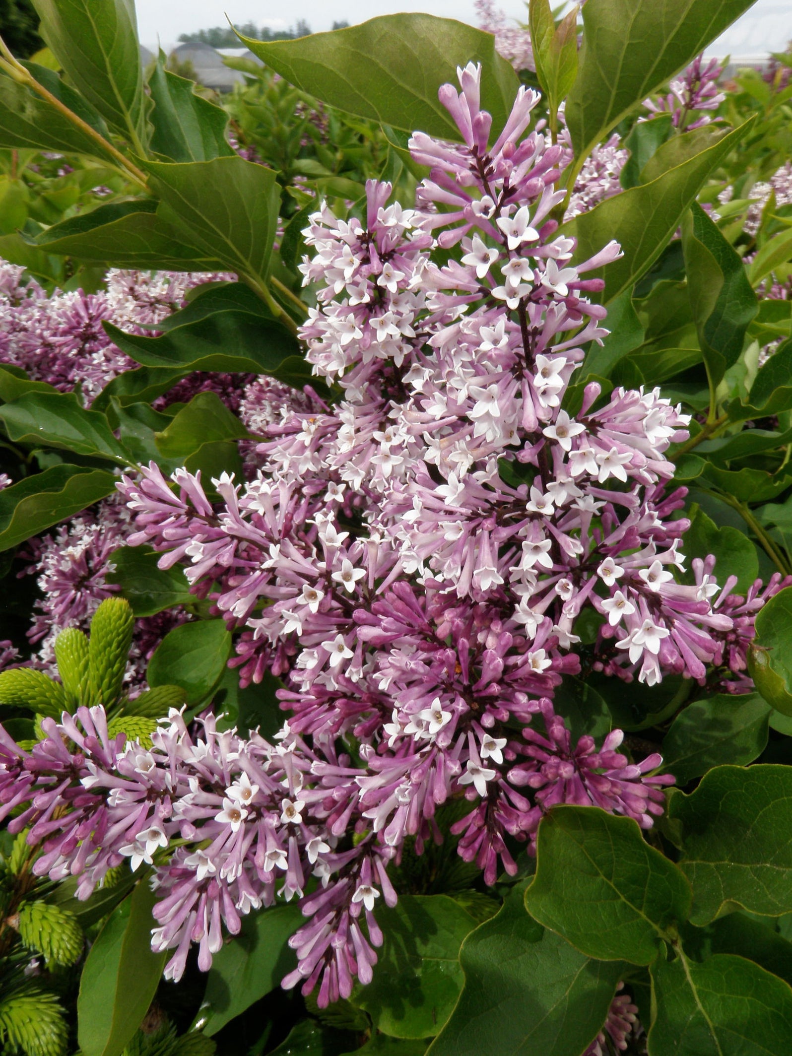 Buy Syringa patula 'Miss Kim' Lilac Tree — Mr Maple │ Buy Japanese ...