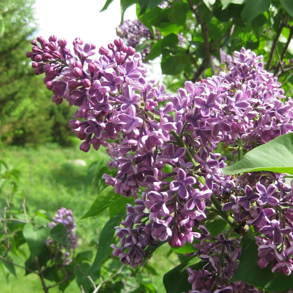 Buy Syringa vulgaris ‘Nadezhda' Double Flowering Lilac Tree — Mr Maple ...