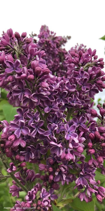 Buy Syringa vulgaris ‘Nadezhda' Double Flowering Lilac Tree — Mr Maple ...