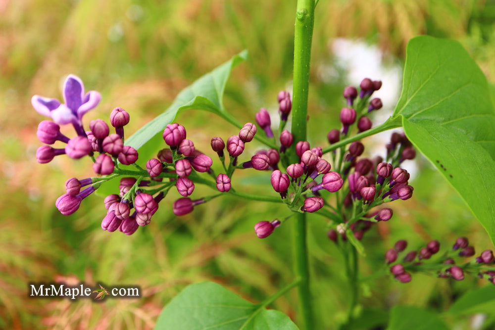 Buy Syringa vulgaris ‘Nadezhda' Double Flowering Lilac Tree — Mr Maple ...