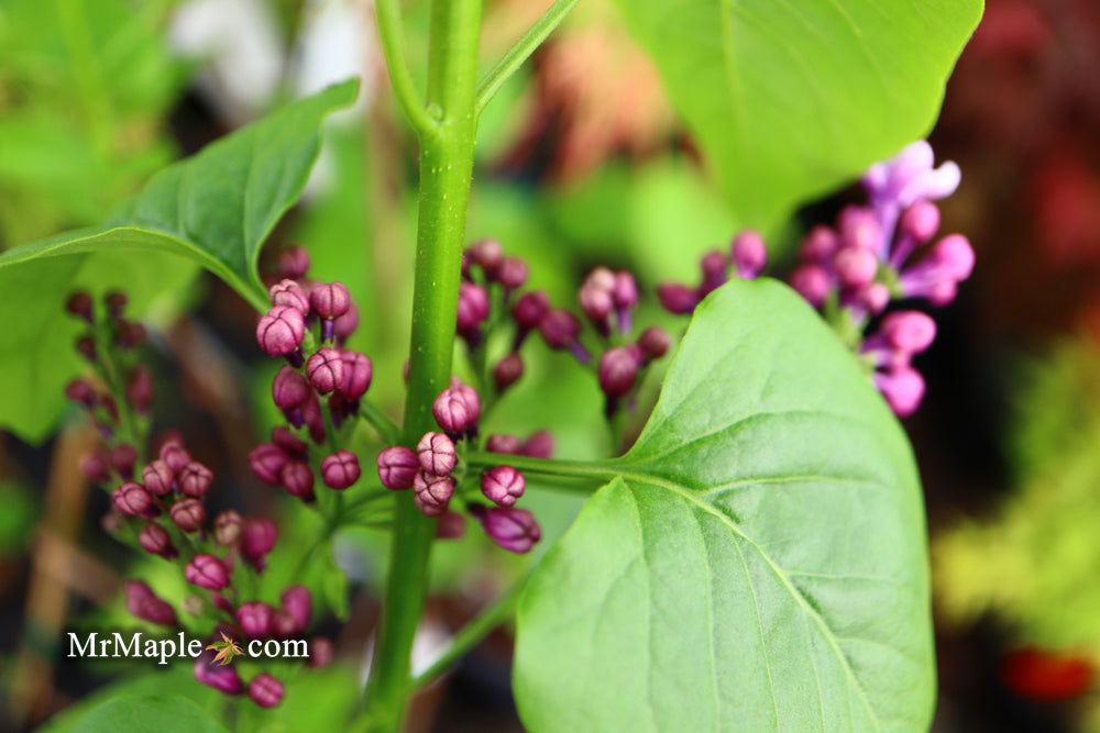 Buy Syringa vulgaris ‘Nadezhda' Double Flowering Lilac Tree — Mr Maple ...