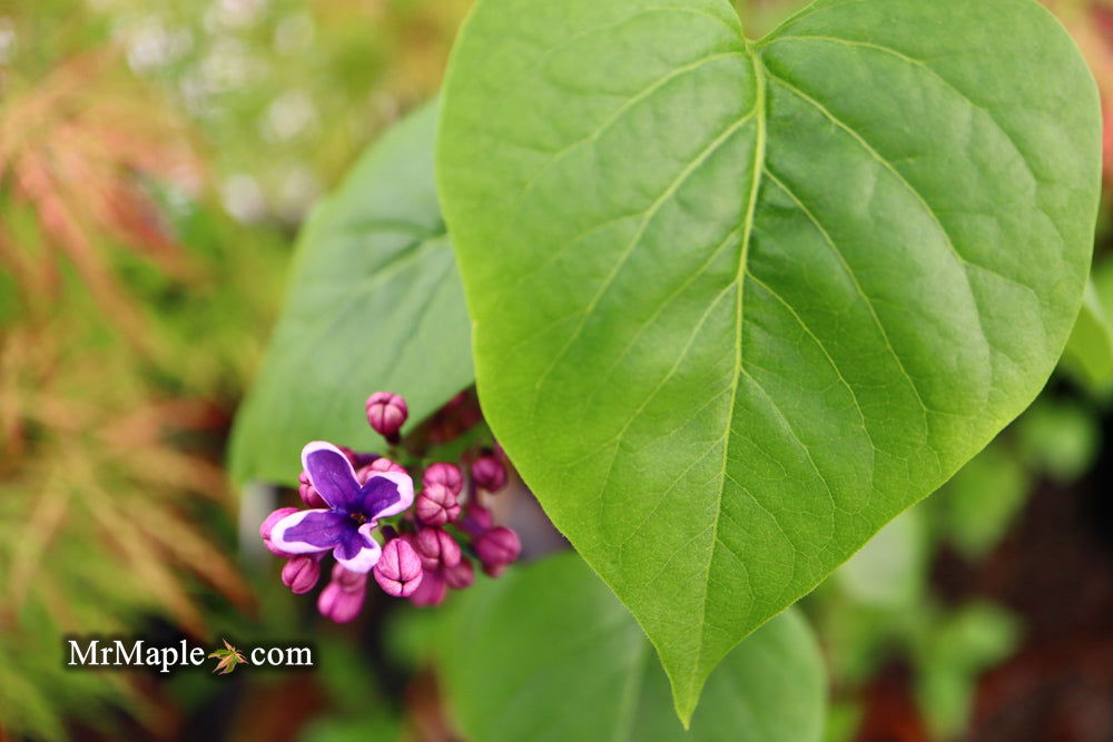 Buy Syringa vulgaris ‘Nadezhda' Double Flowering Lilac Tree — Mr Maple ...