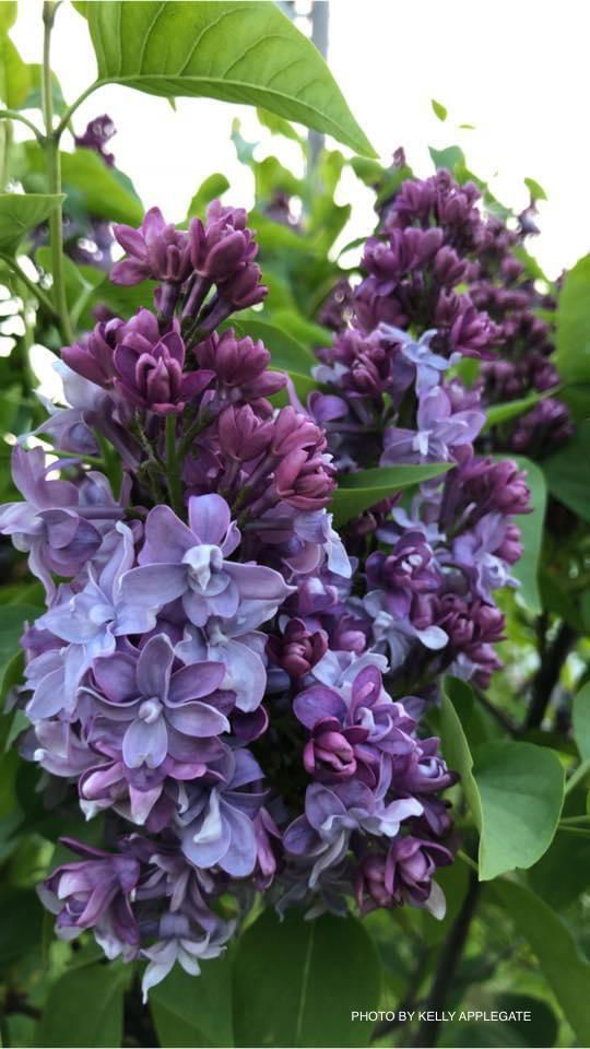 Buy Syringa vulgaris ‘Nadezhda' Double Flowering Lilac Tree — Mr Maple ...