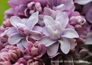 Buy Syringa vulgaris ‘Nadezhda' Double Flowering Lilac Tree — Mr Maple ...