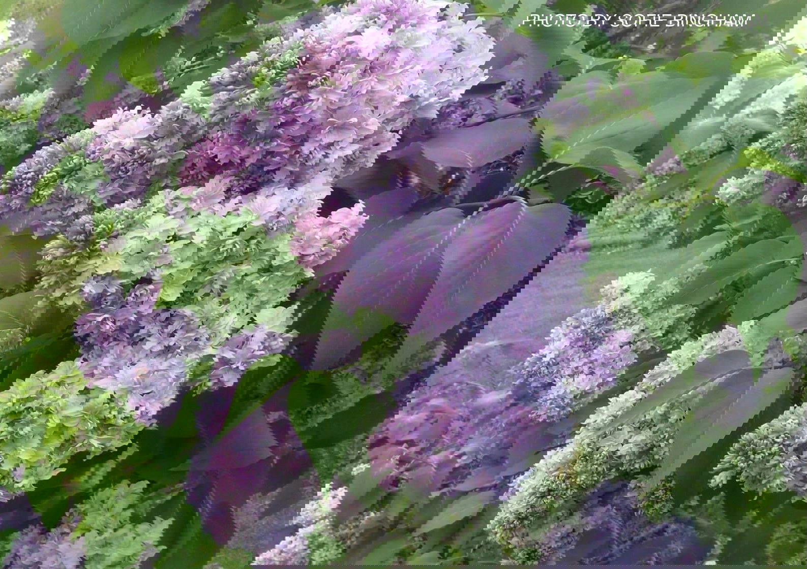 Buy Syringa vulgaris ‘Nadezhda' Double Flowering Lilac Tree — Mr Maple ...