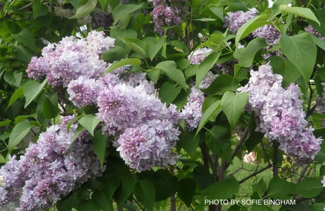 Buy Syringa vulgaris ‘Nadezhda' Double Flowering Lilac Tree — Mr Maple ...