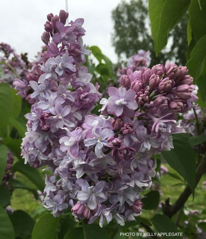 Buy Syringa vulgaris ‘Nadezhda' Double Flowering Lilac Tree — Mr Maple ...