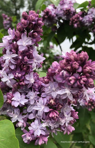 Buy Syringa vulgaris ‘Nadezhda' Double Flowering Lilac Tree — Mr Maple ...