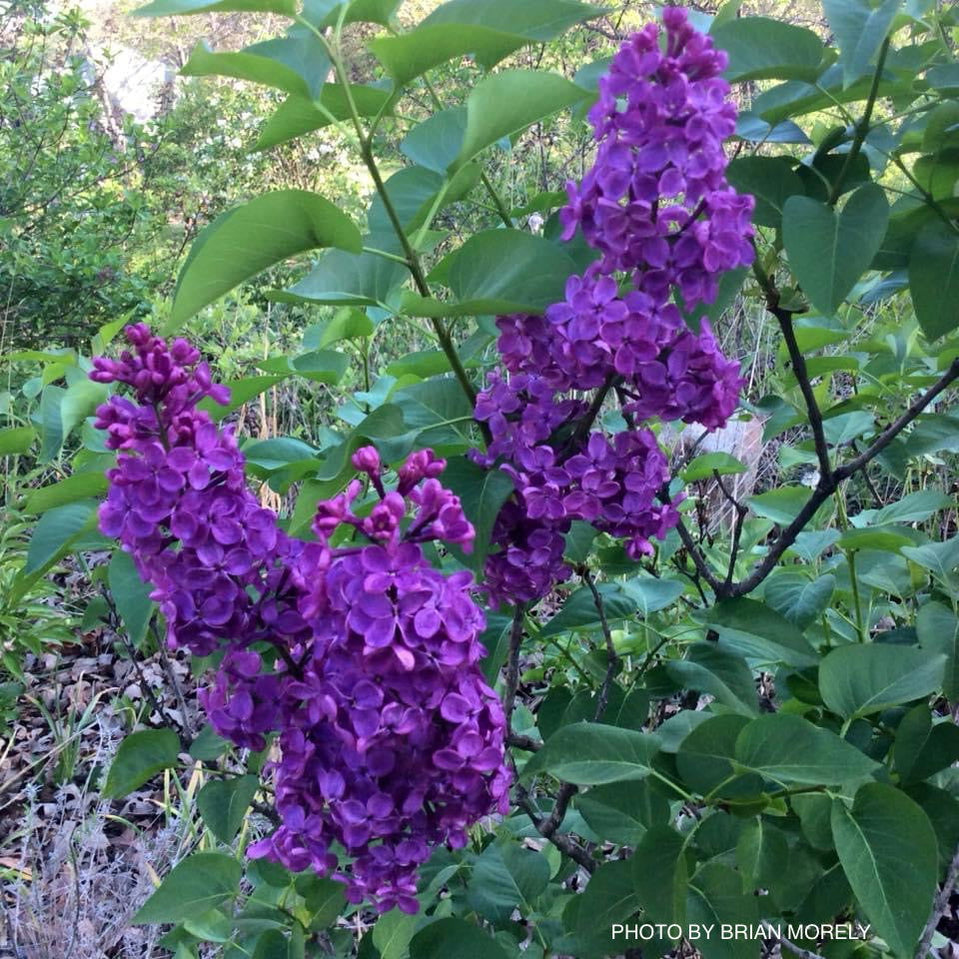 Buy Syringa x 'Pocahontas' Violet Flowering Lilac Tree — Mr Maple │ Buy ...