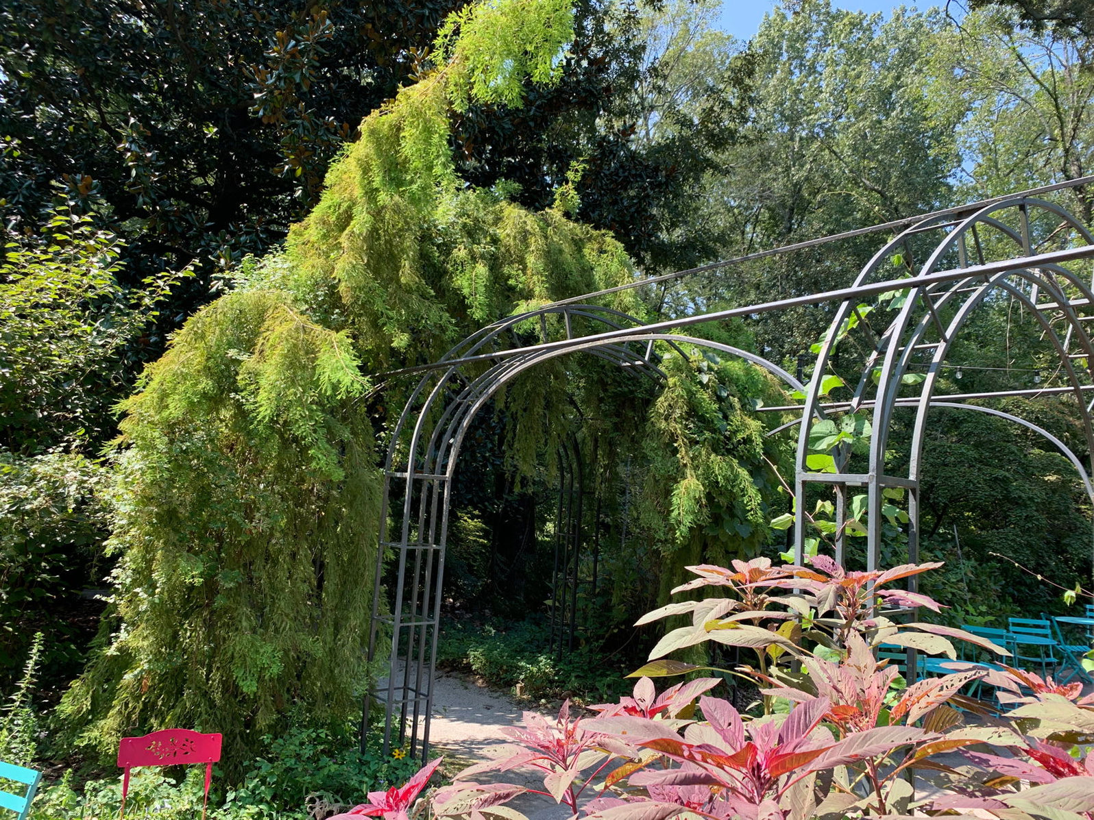 Buy Taxodium distichum 'Falling Waters' Weeping Bald Cypress — Mr Maple ...