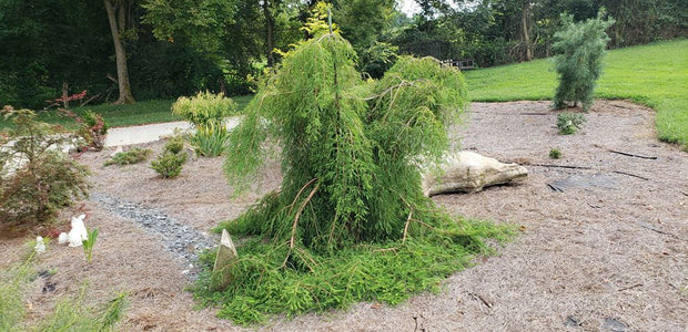 Buy Taxodium distichum 'Falling Waters' Weeping Bald Cypress — Mr Maple ...