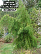 Buy Taxodium distichum 'Falling Waters' Weeping Bald Cypress — Mr Maple ...