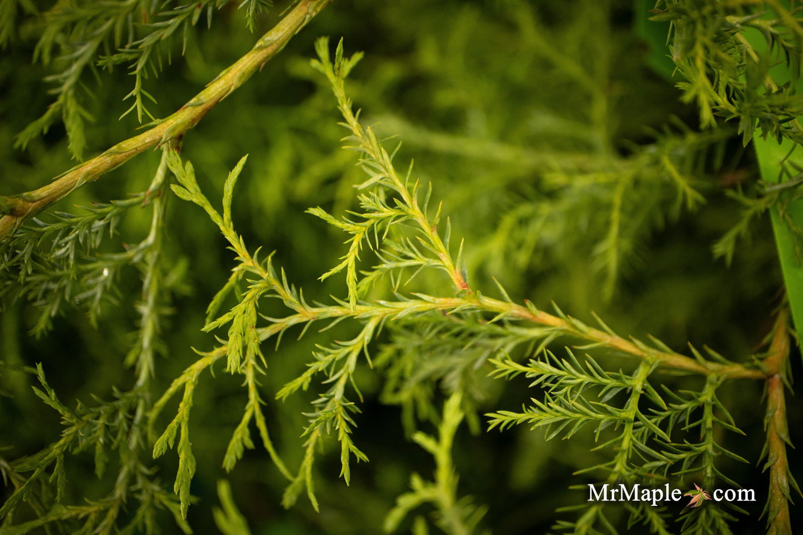 Thuja occidentalis 'Coral Sea Green' Dwarf Arborvitae — Mr Maple │ Buy ...